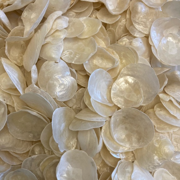 Other | 5 Creamy White Jingle Shells Marco Island | Poshmark